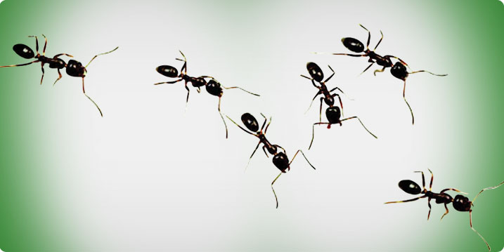 Observing Ants Lesson Plan - School Specialty